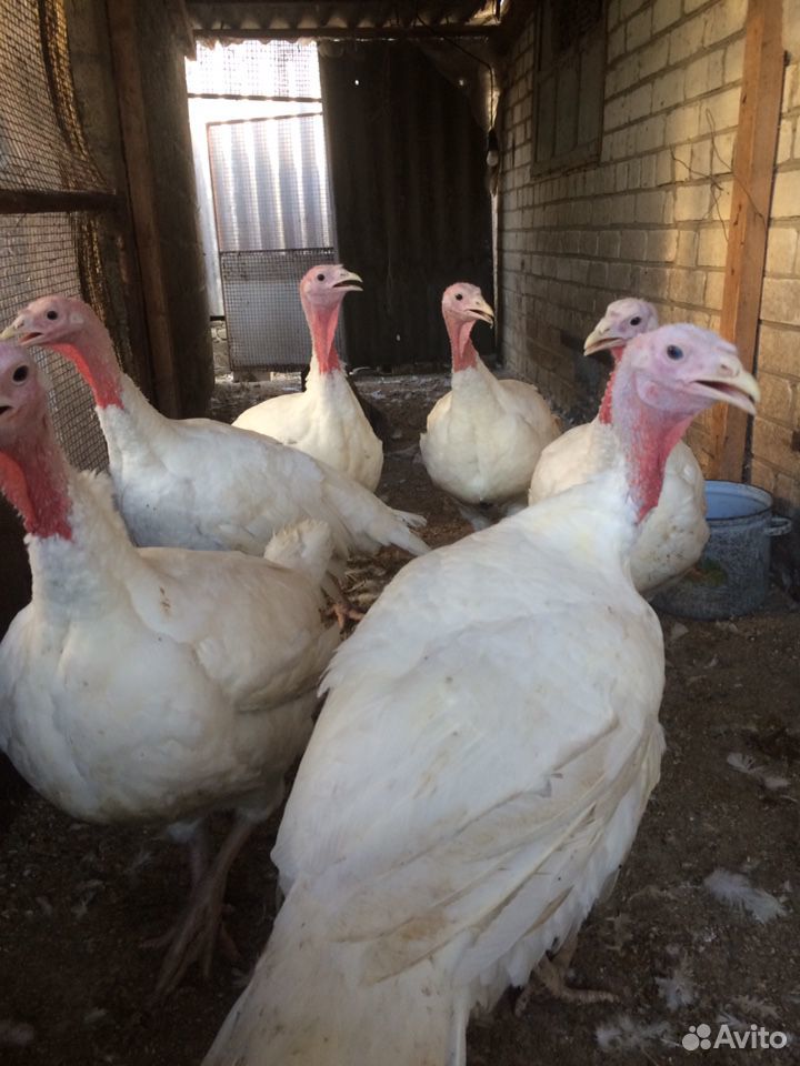 Индюки биг 6