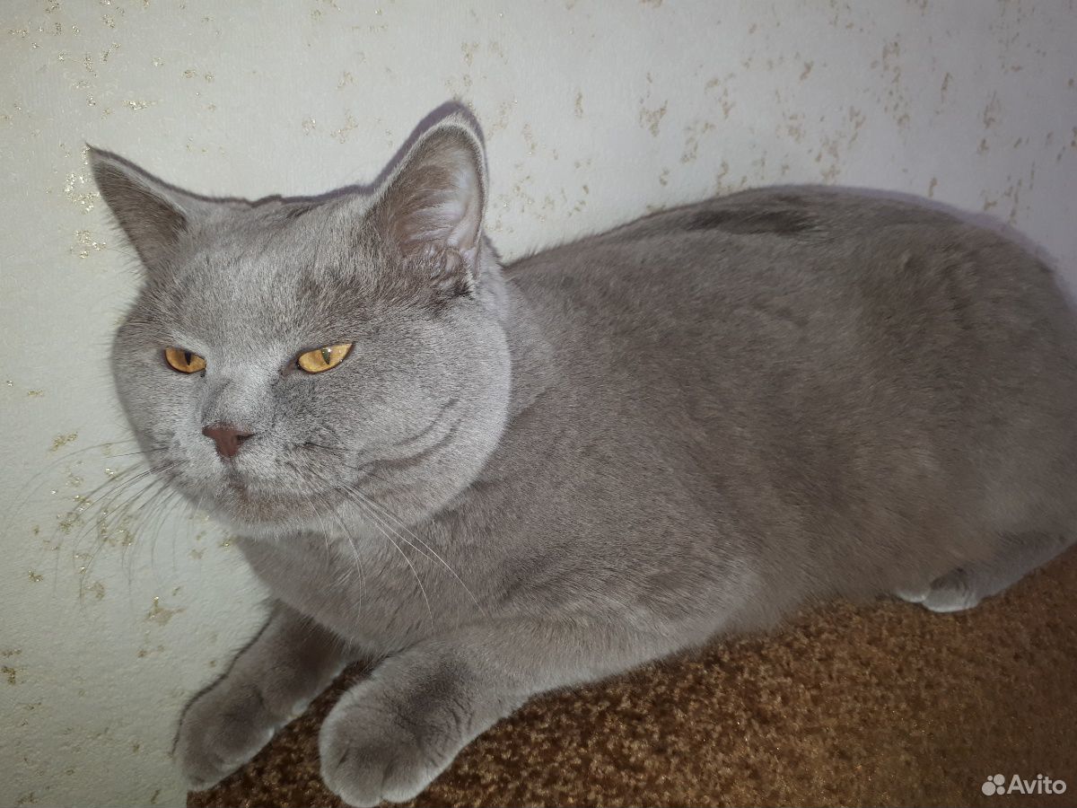 Шотландский кот, вязка
