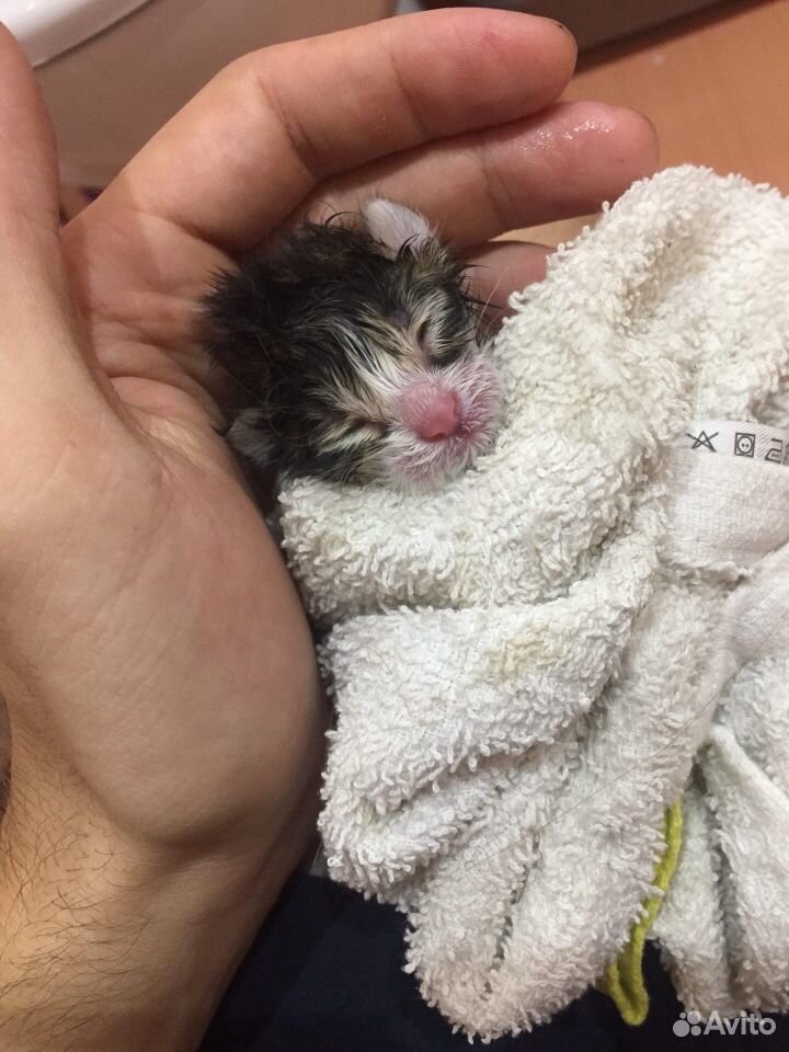 Кормящая кошка