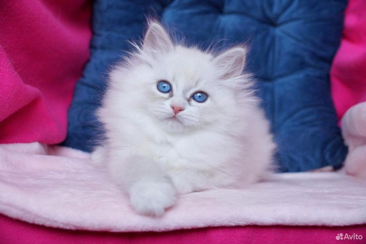 Невский маскарадный котенок мальчик