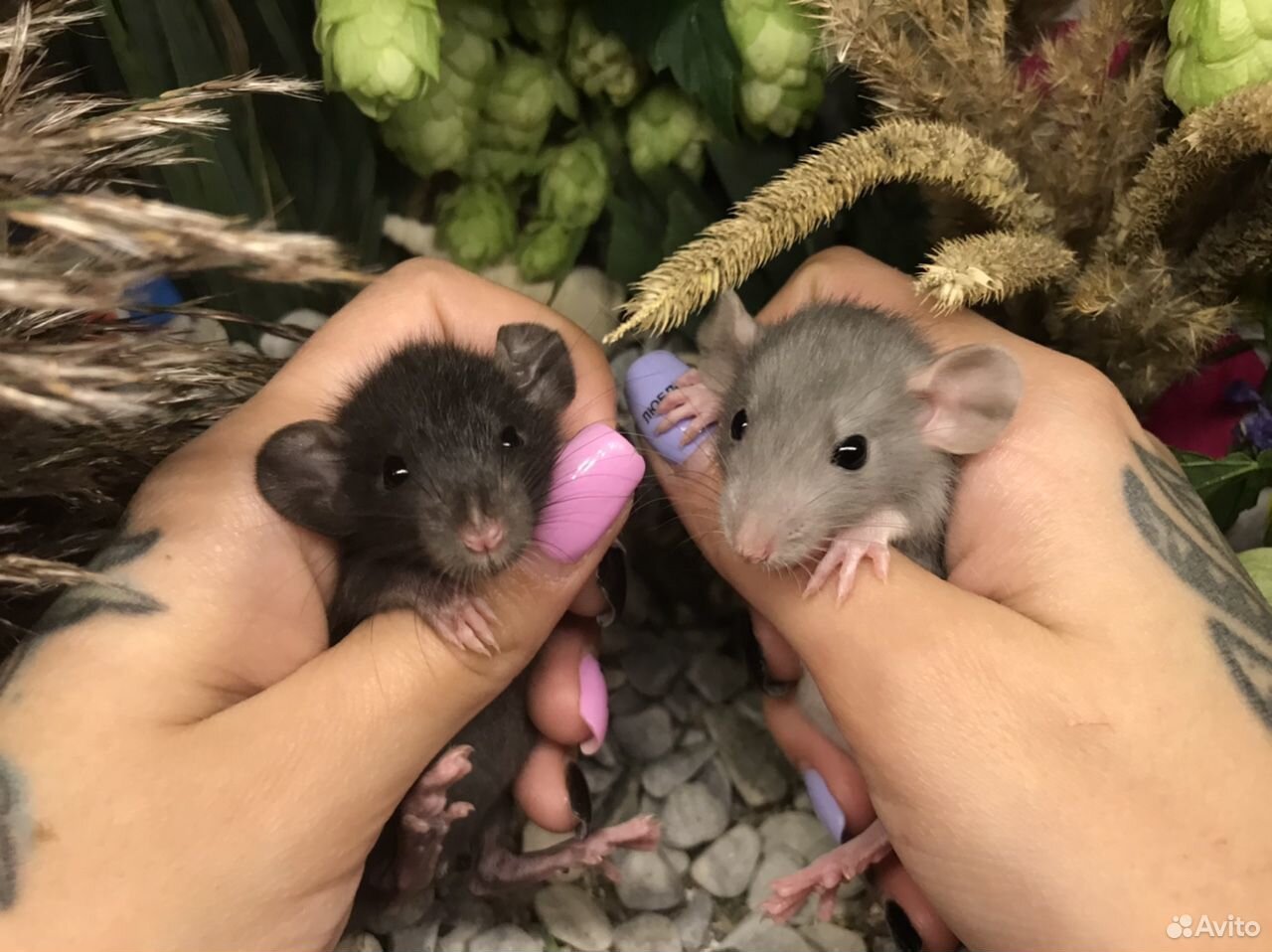 Крысы крысята Голубые, Черный Соболь и др