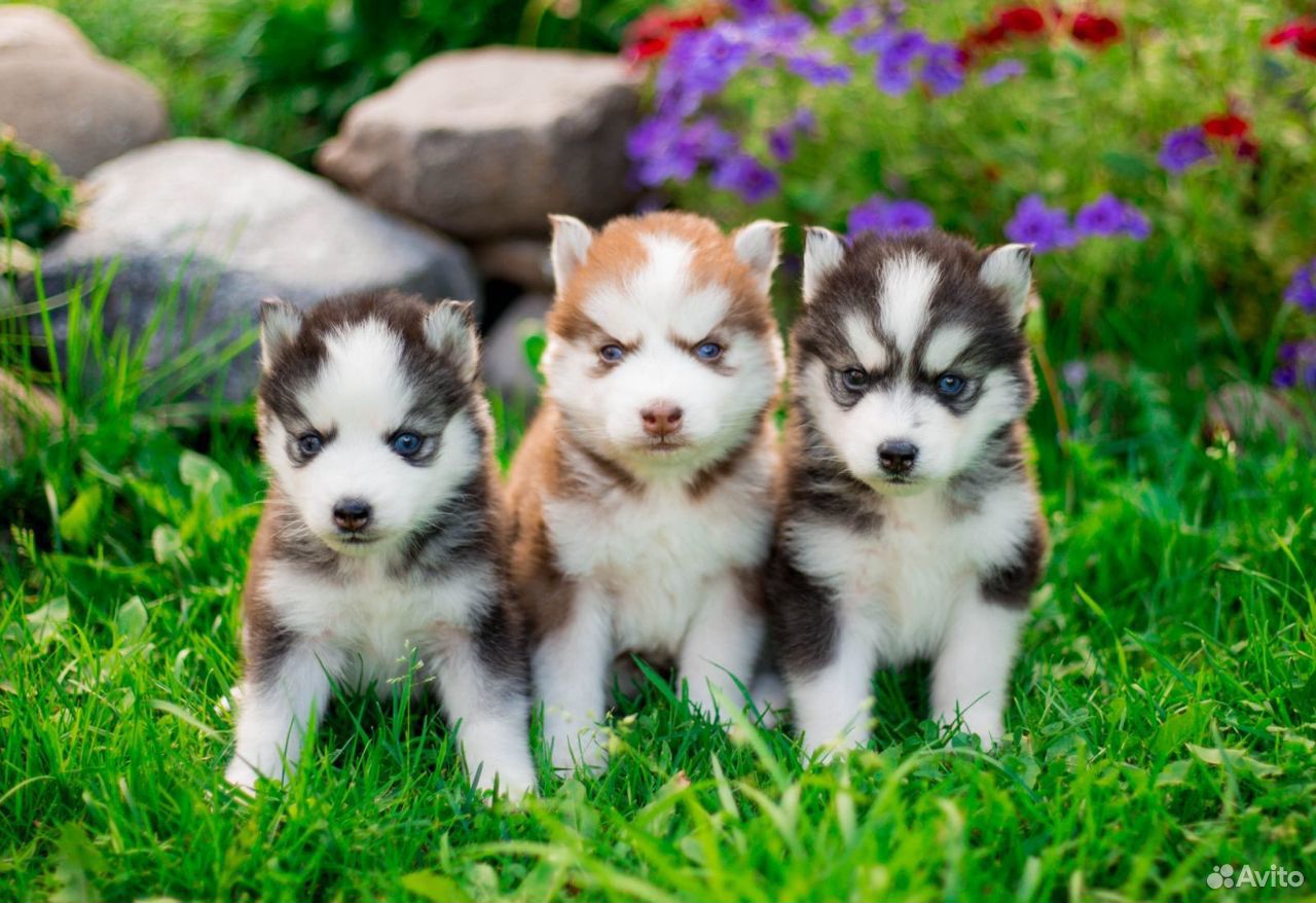 Чистокровные Щенки Хаски