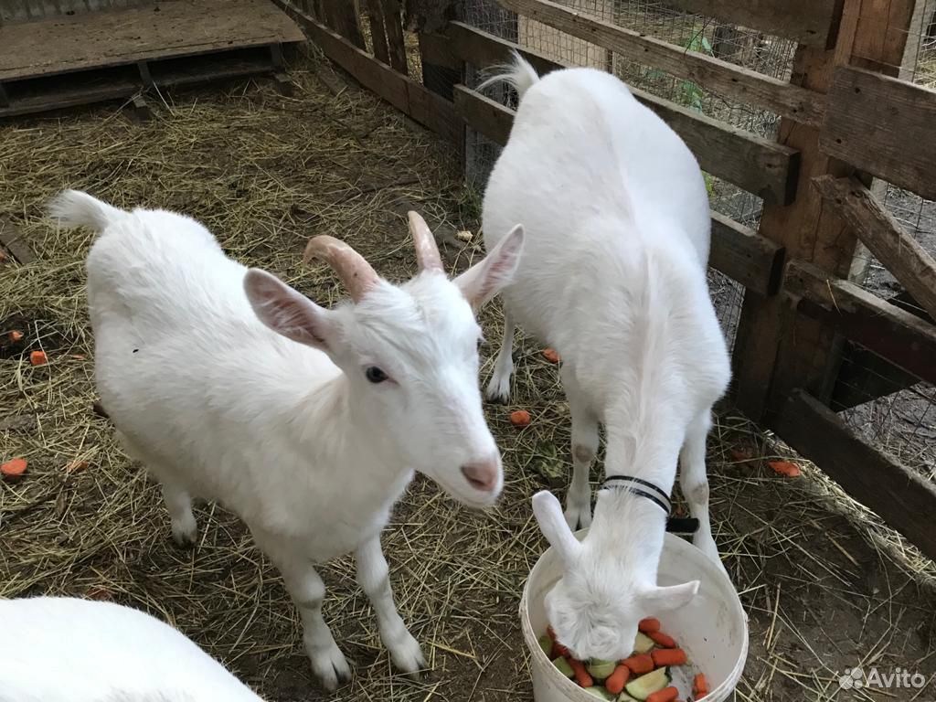 Коза русская