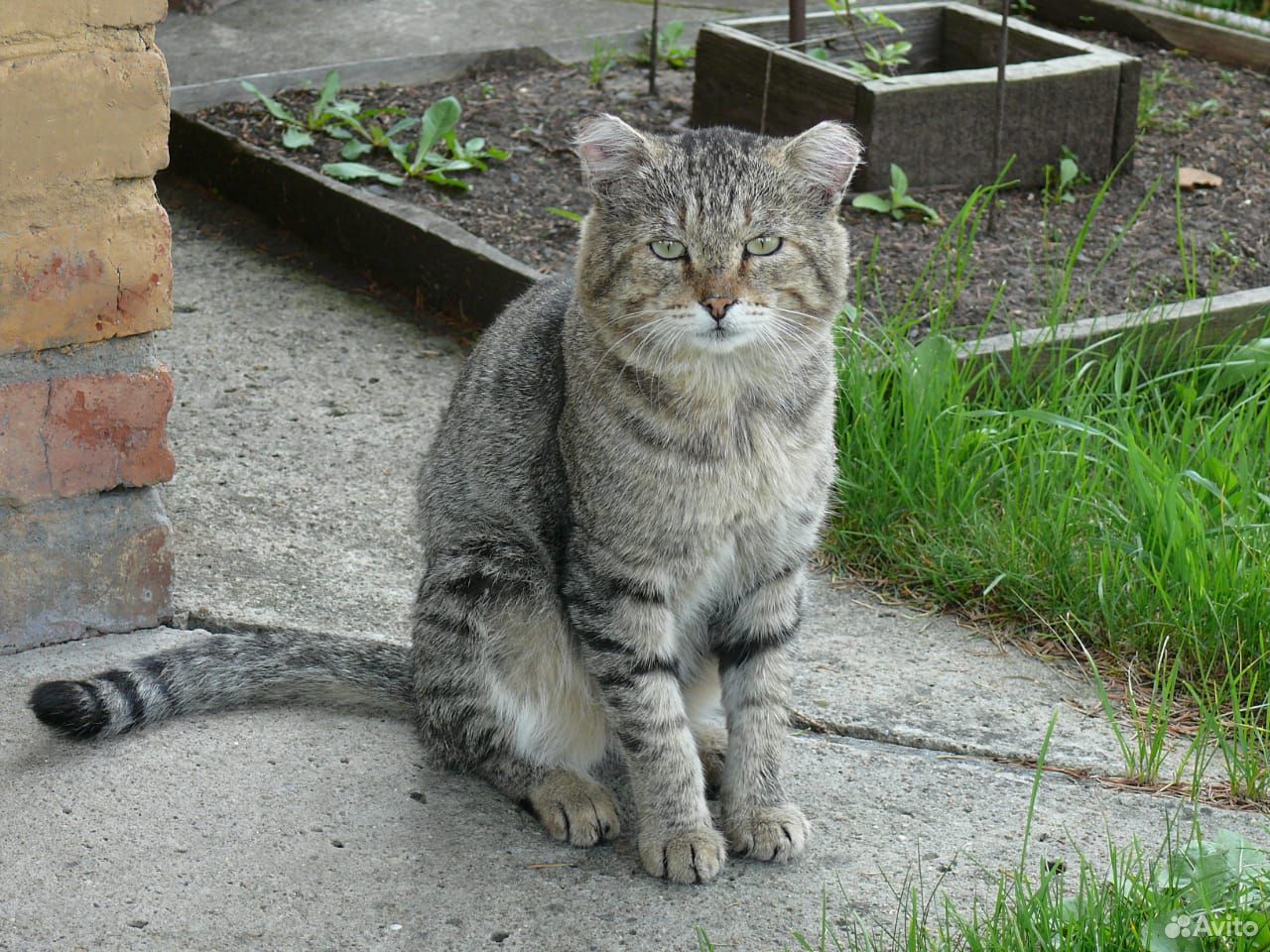 Барс отдам в добрые руки. Доставка