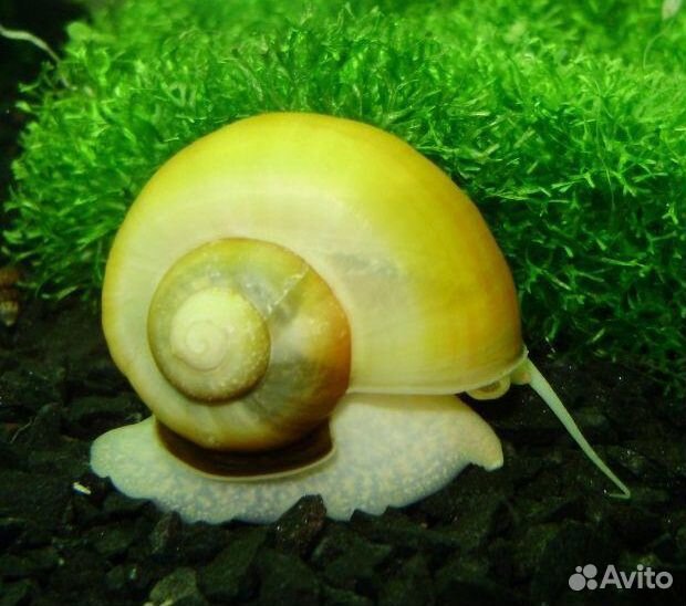 Отдаю улиток ампулярий