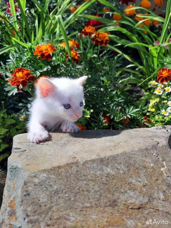 Котенок котята