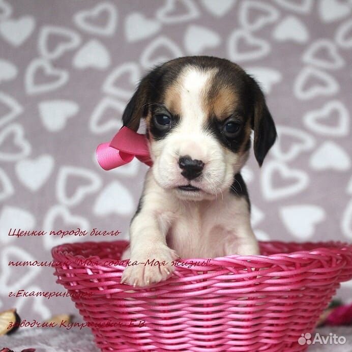 Две девочки бигль(официальный питомник)