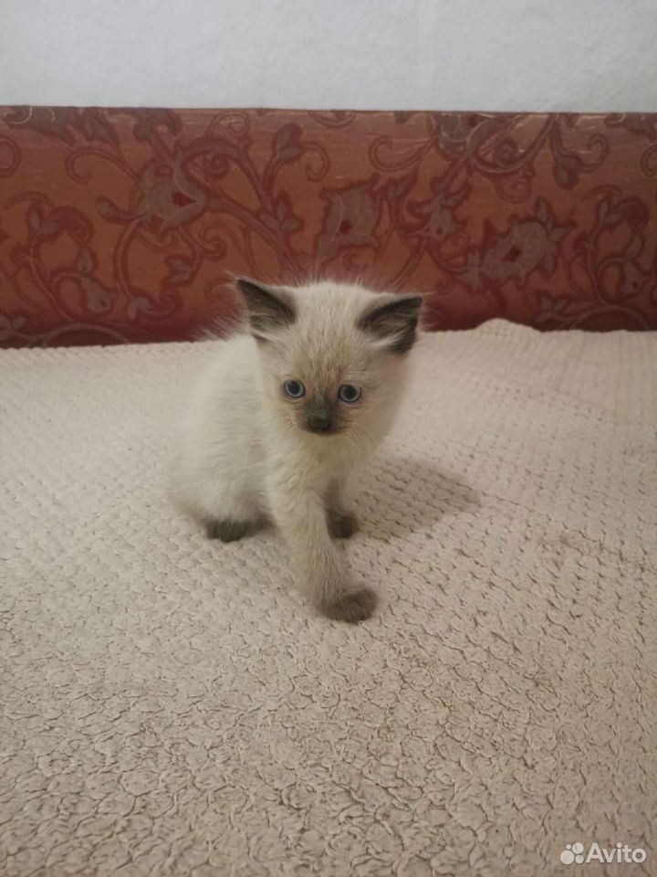 Кошка