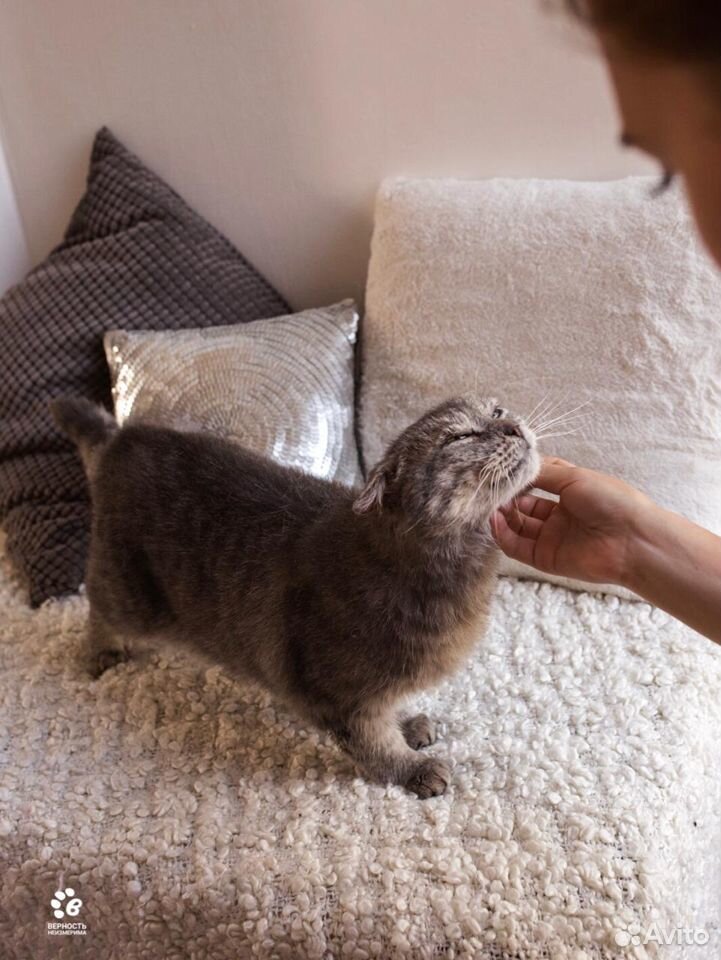 Брутальный кот Яша