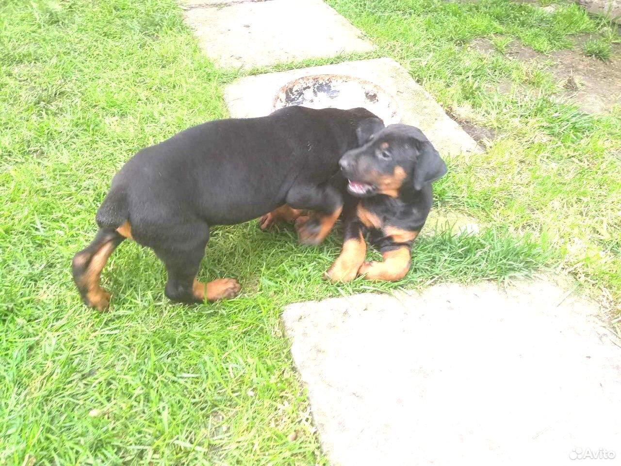 Щенки доберманы