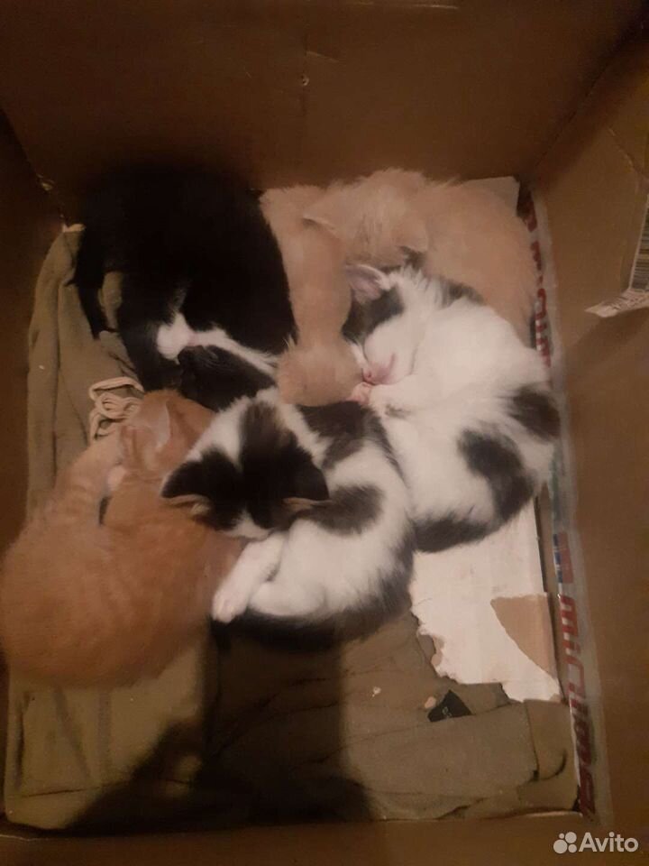 Котята