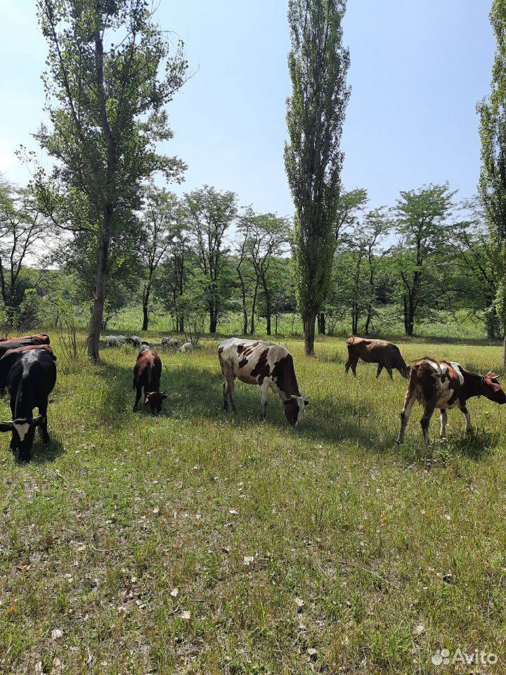 Продам ската