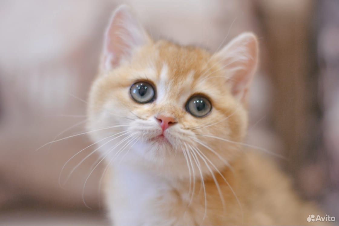 Яркая золотая девочка