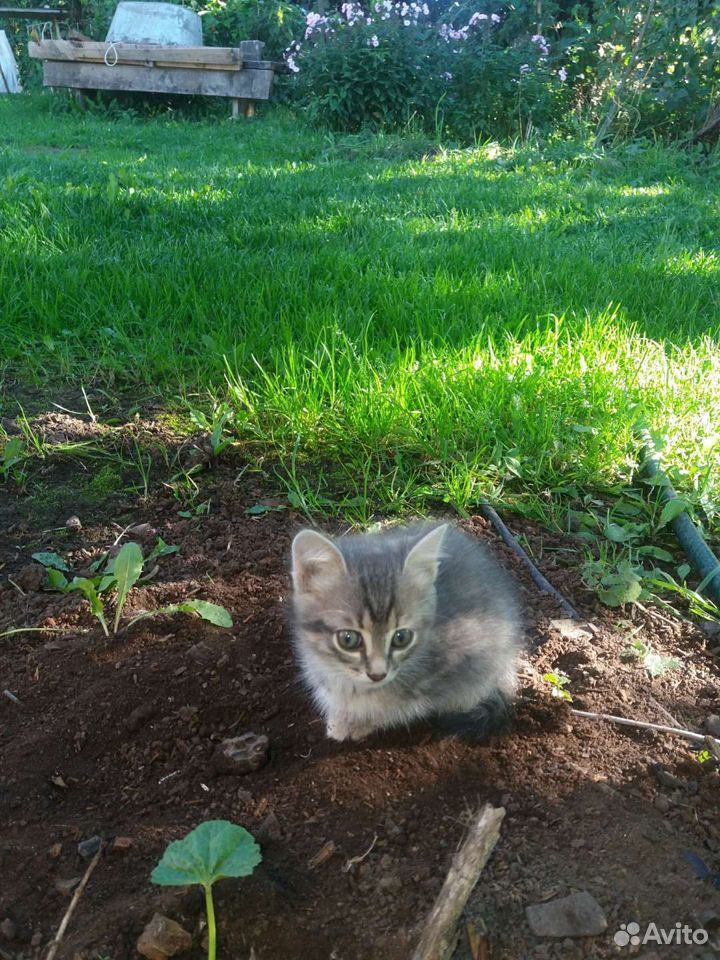 Котёнок