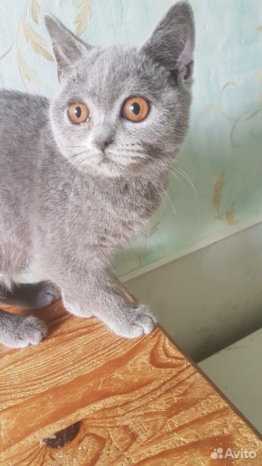 Котик британский голубой 2.5 мес