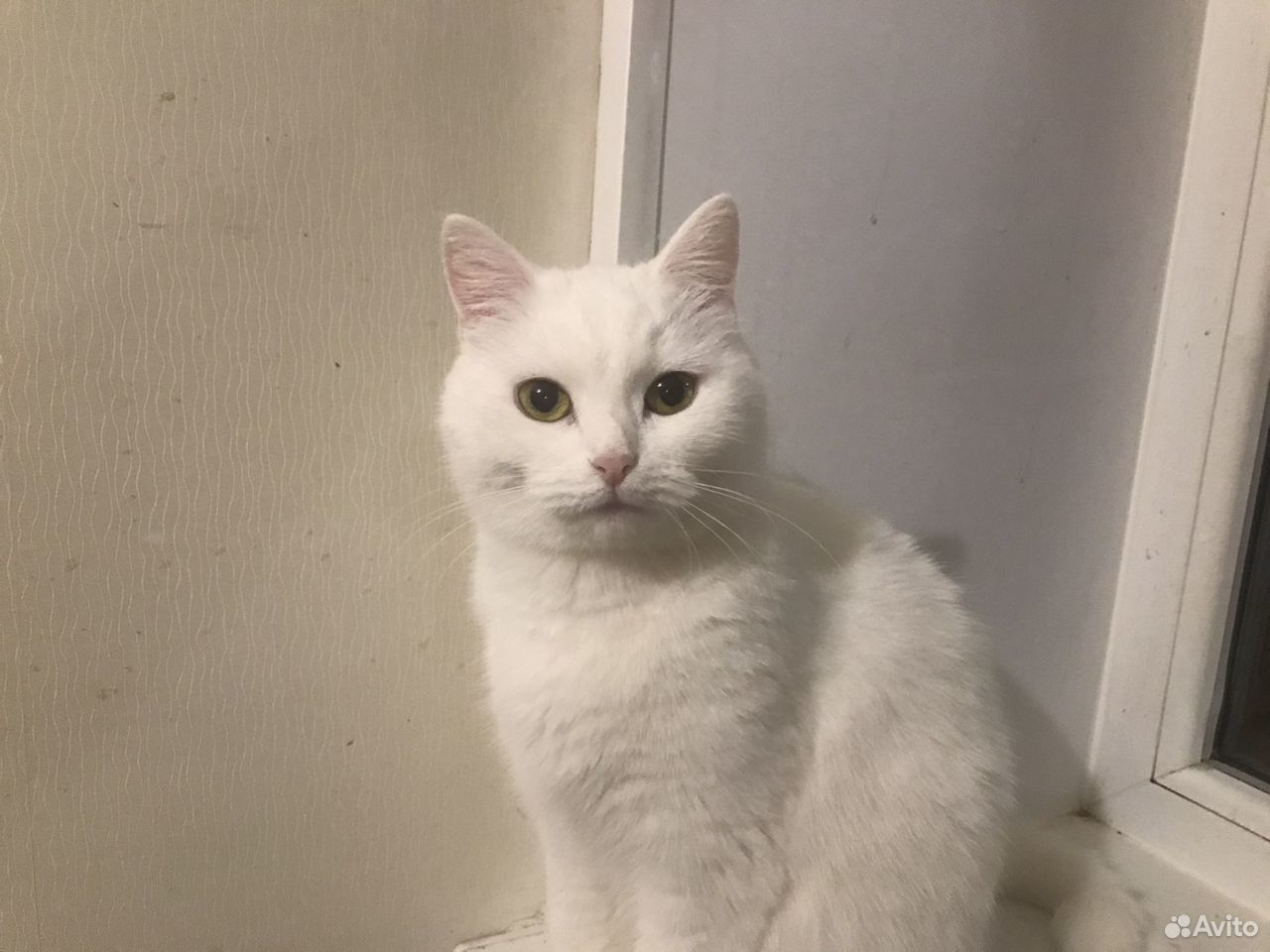 Белоснежная кошка
