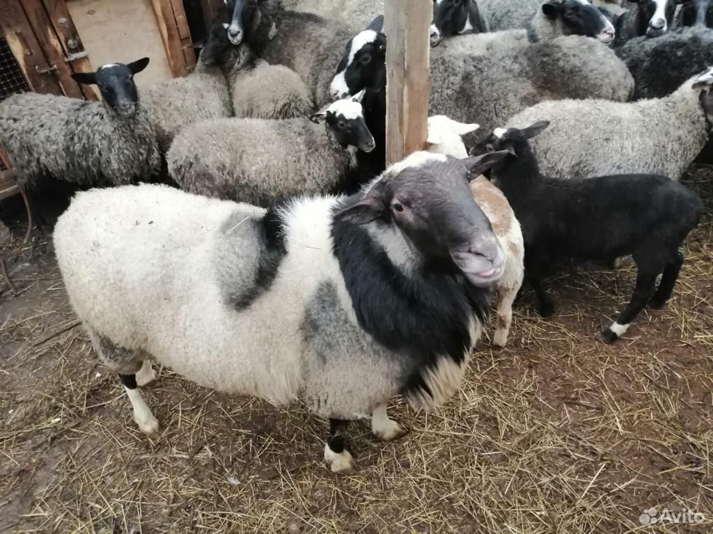Продаются овцы беременные и баран