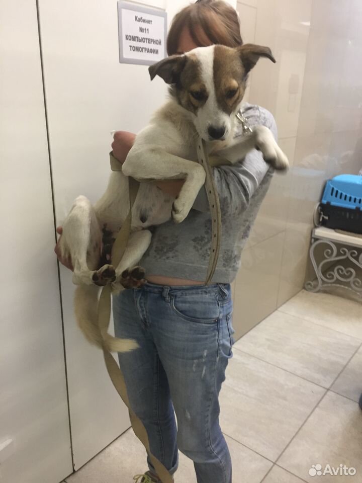 Ищет дом мелкая Собачка Бэлла