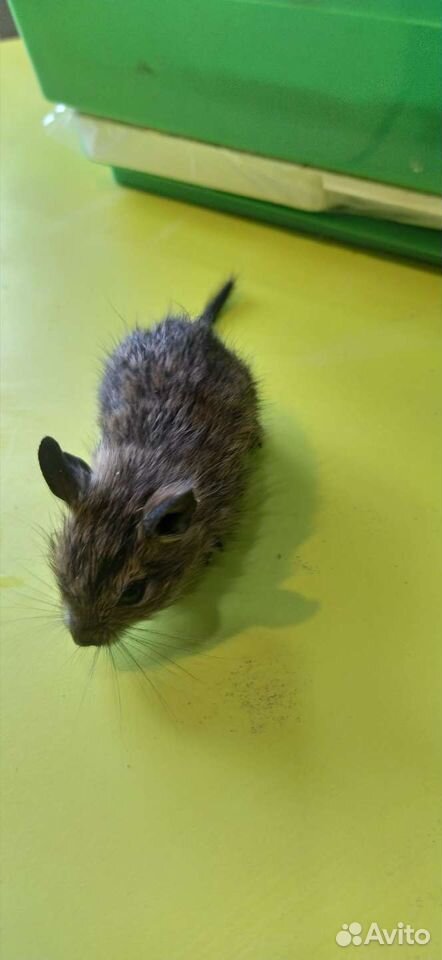 Бельчата Дегу