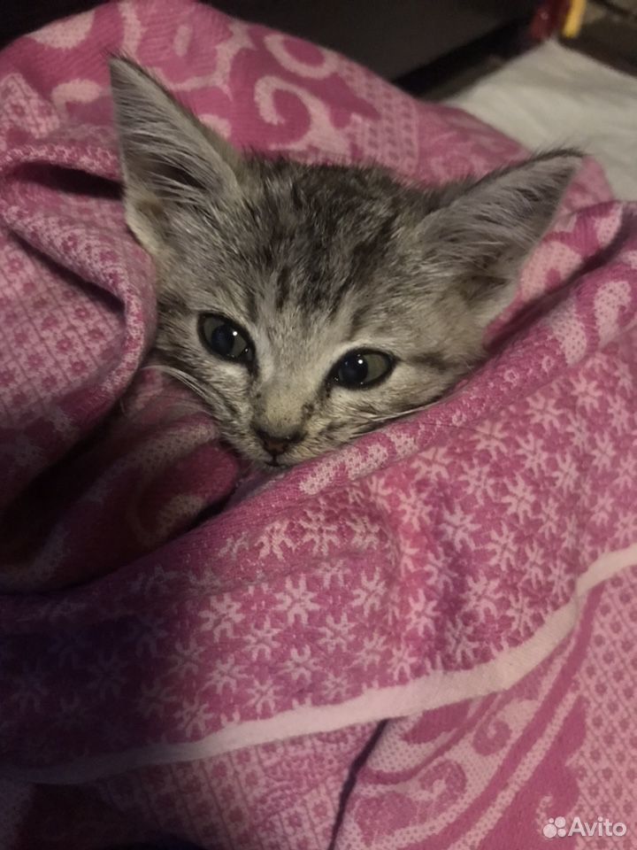 Отдам котёнка (девочка)