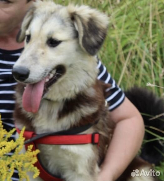 Щенок в добрые руки