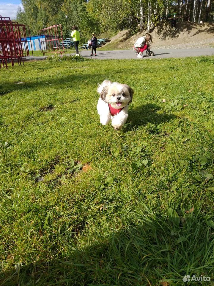 Вязка ши-тцу