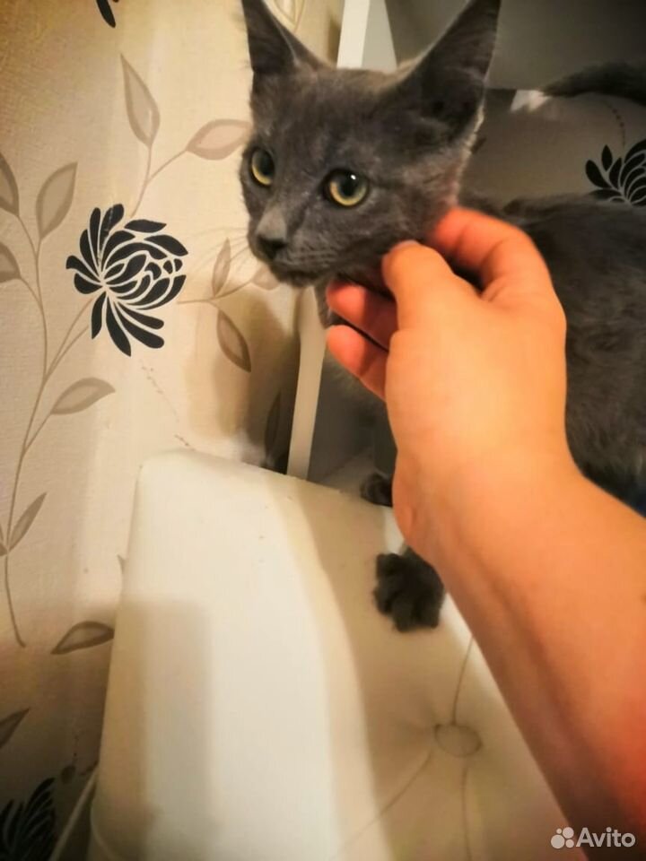 Серый счастливчик