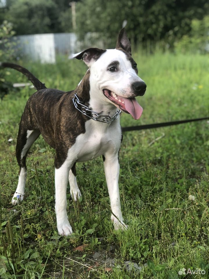 Собака амстафф