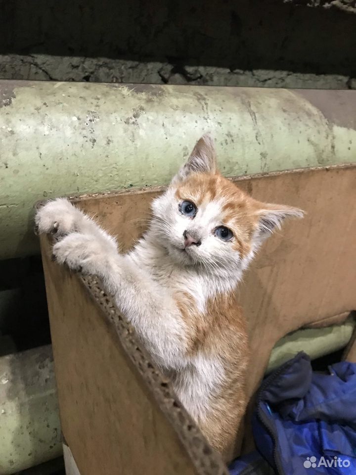 Рыжий чумазый котенок
