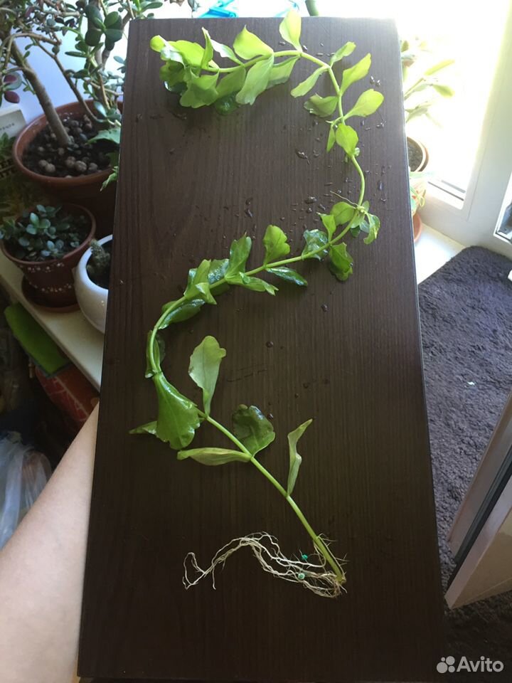 Аквариумные растения