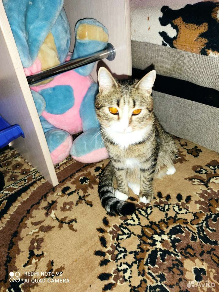 Кот