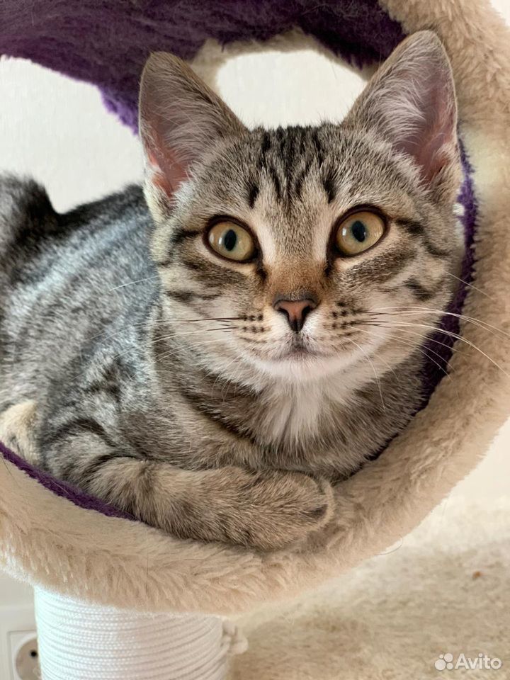 Ласковый и воспитанный котенок