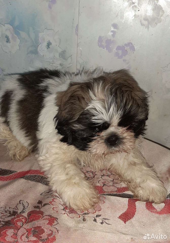 Ши-тцу мальчик 2 месяца