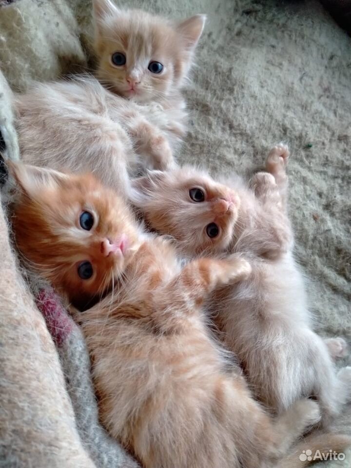 Очаровательные котята