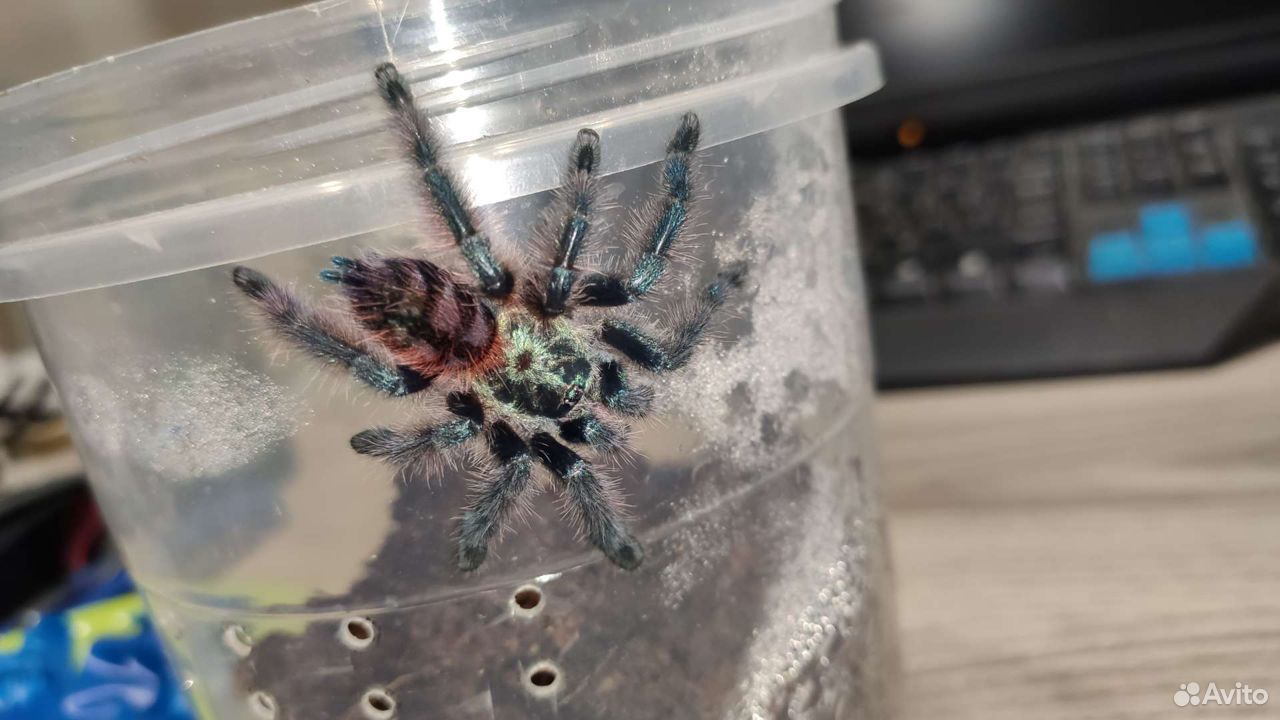 Паук птицеед