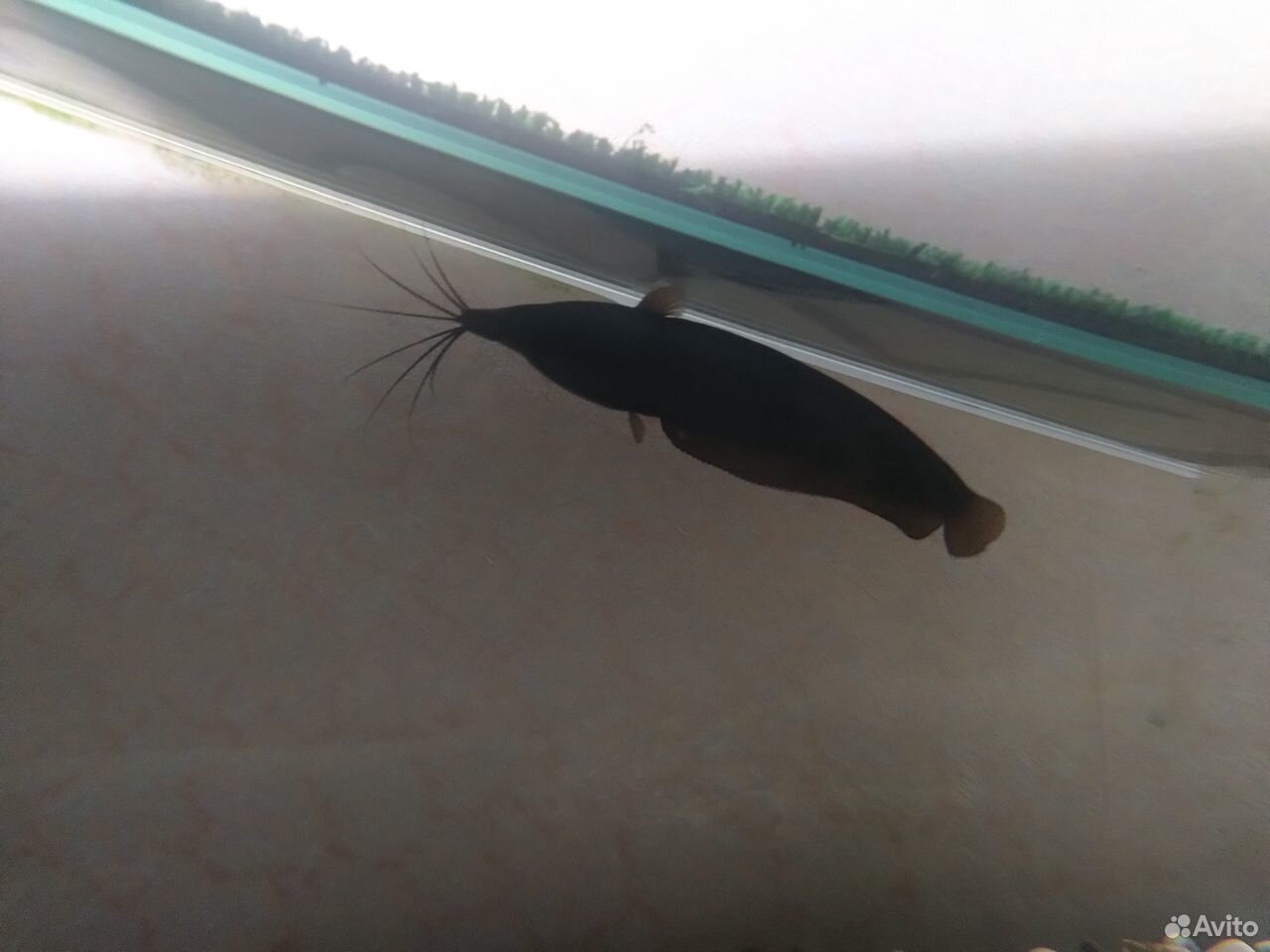 Отдам гурами и мешкожаберных