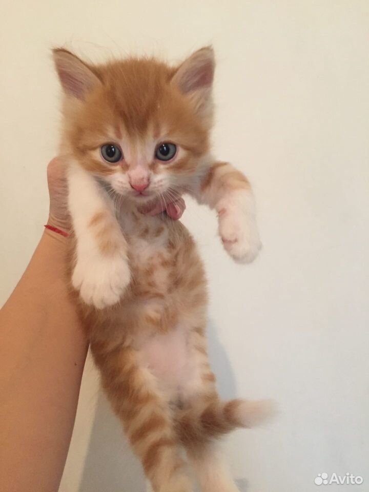 Котенок приносящий удачу хозяину