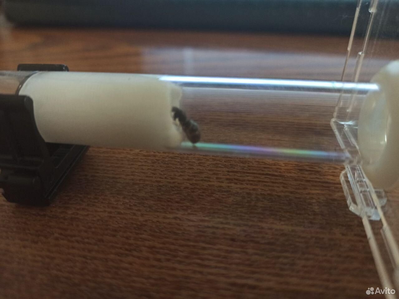 Матки Lasius Niger