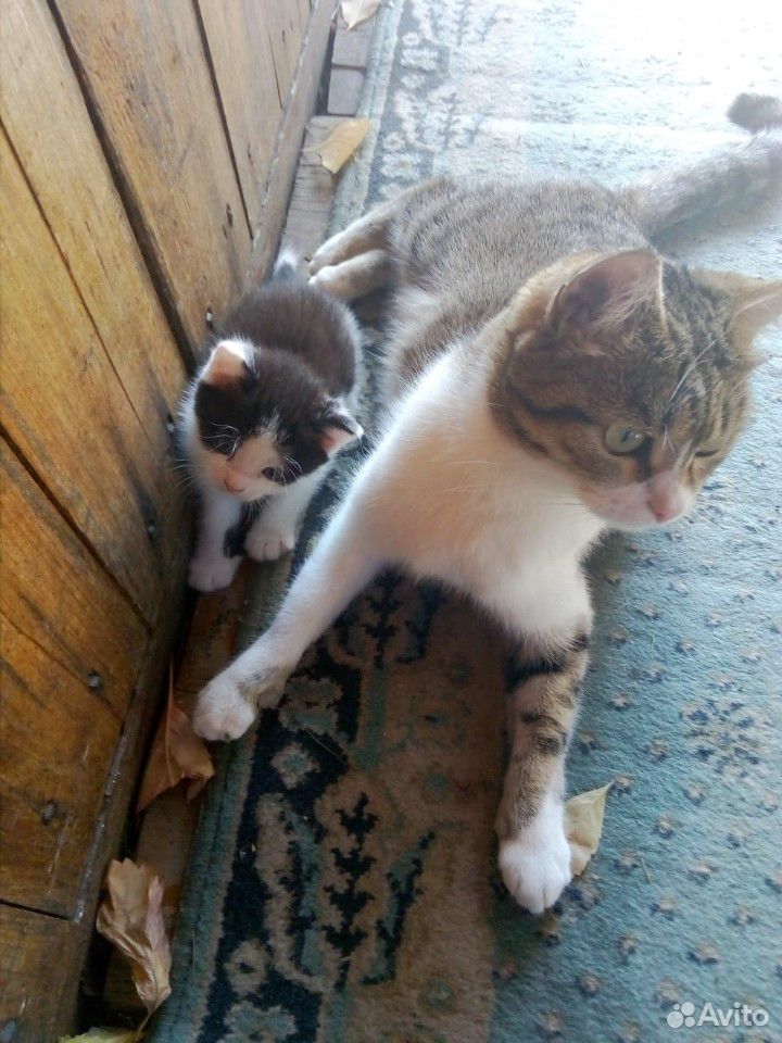 Котенок