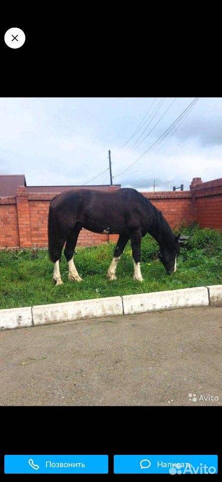 Шайр с английской родословной