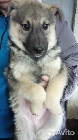 Щенок овчаренок