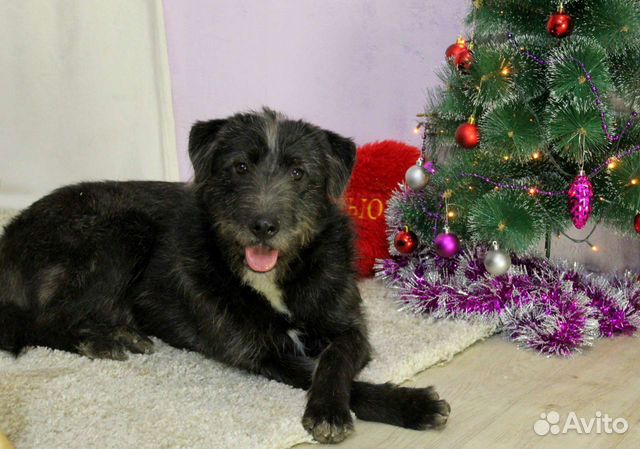 Годовалый щенок в хорошие руки