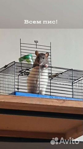 Декоративная крыса (крысята)