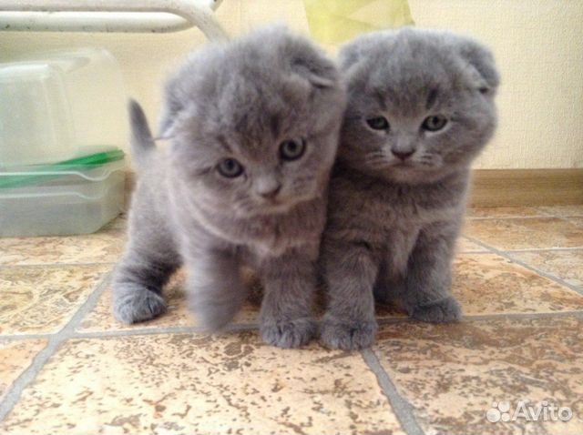 Вислоухие голубые шотландцы "мишки"