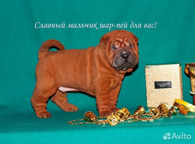 Шарпей праздник в вашем доме