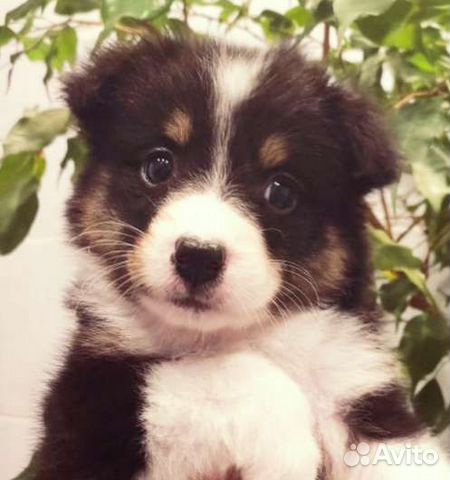 Австралийская овчарка