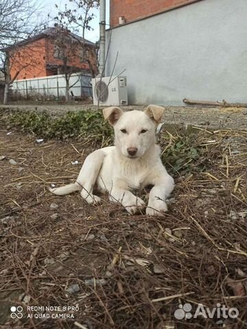 Боня в поисках семьи