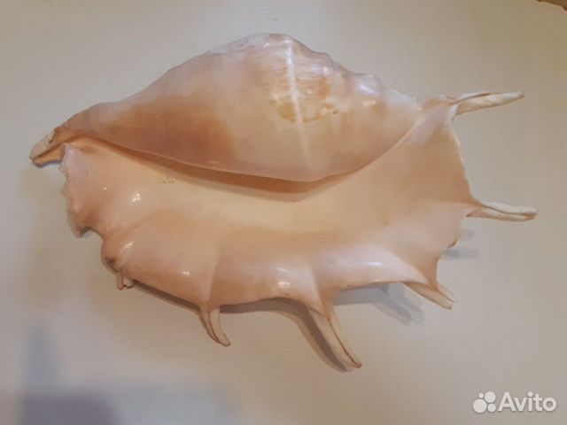 Раковина Тихоокеанская