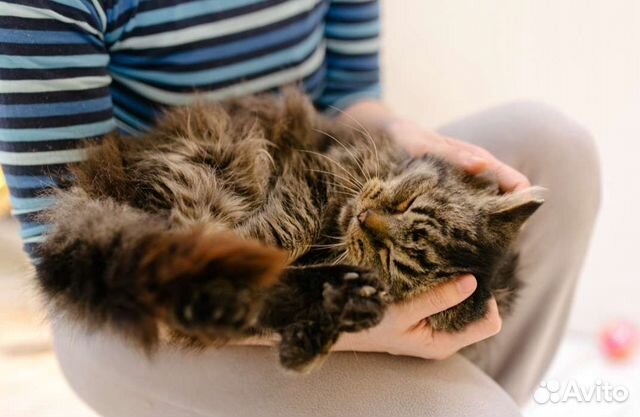 Кошка матрёшка