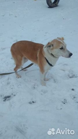 Небольшая собачка Зита ищет дом